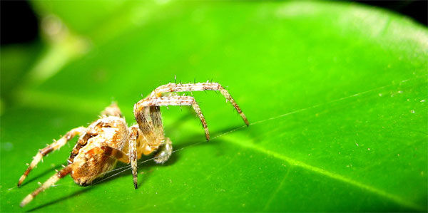 Invertebrados, los reyes de la naturaleza | Consumer