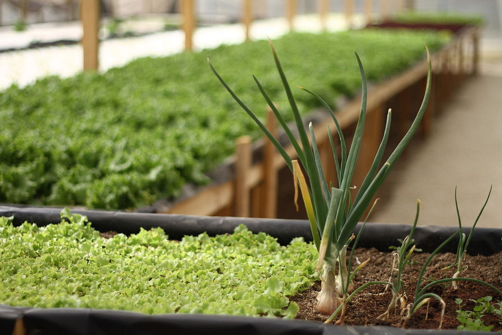 Cama caliente para las plantas: qué es y cómo se obtiene | Consumer