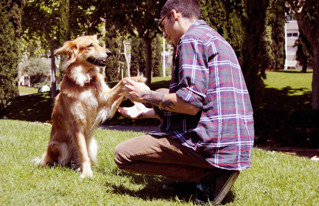 Educar a un perro adulto adoptado | Consumer