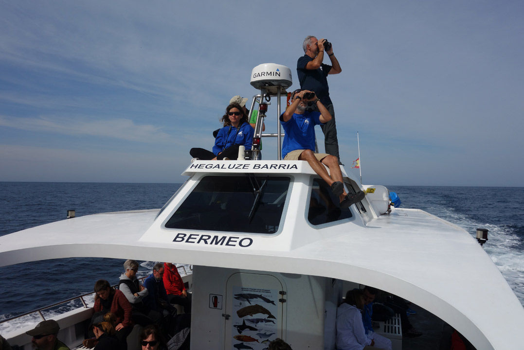 10 excursiones en barco para ver naturaleza marina en España | Consumer