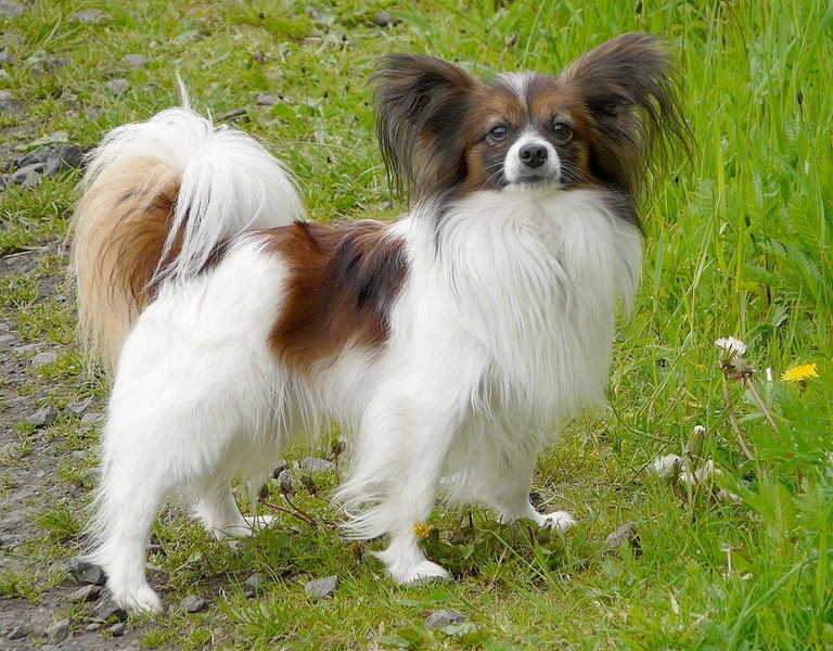 Épagneul francés | Consumer