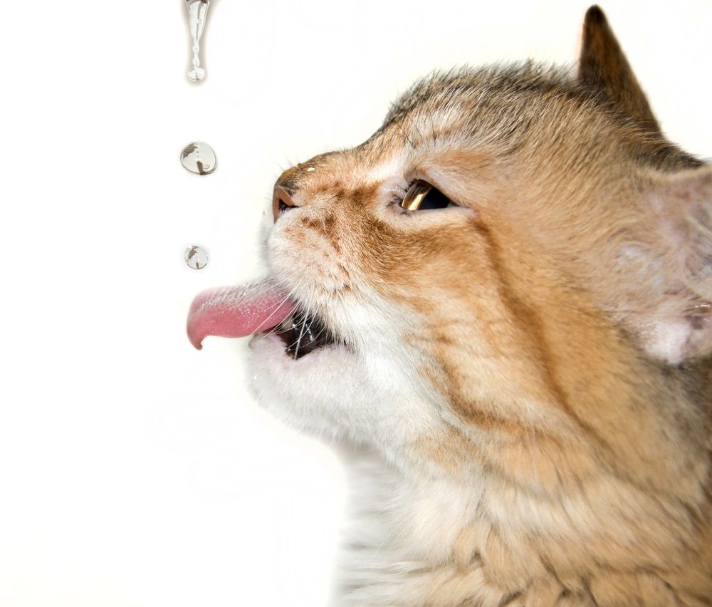 Gatos con calor: 6 cuidados en verano | Consumer