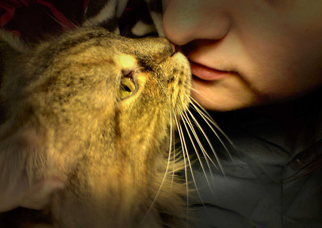 El ronroneo del gato que te engatusa | Consumer