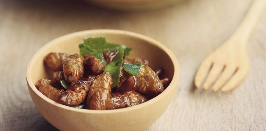 Insectos para comer: cómo se cultivan y qué nos aportan | Consumer