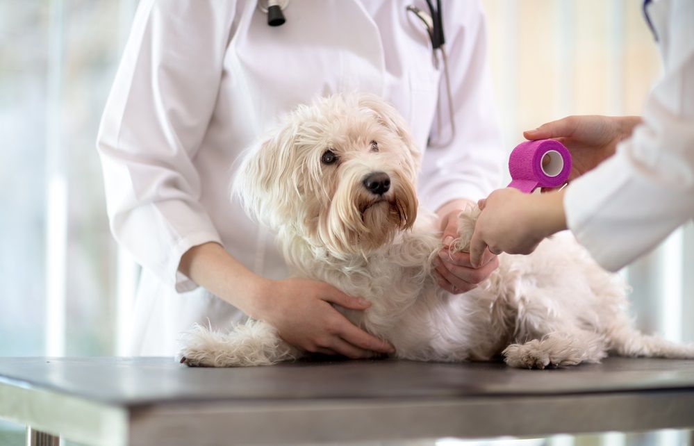 Consejos veterinarios de abril: ¿cómo curar heridas a perros y gatos ...