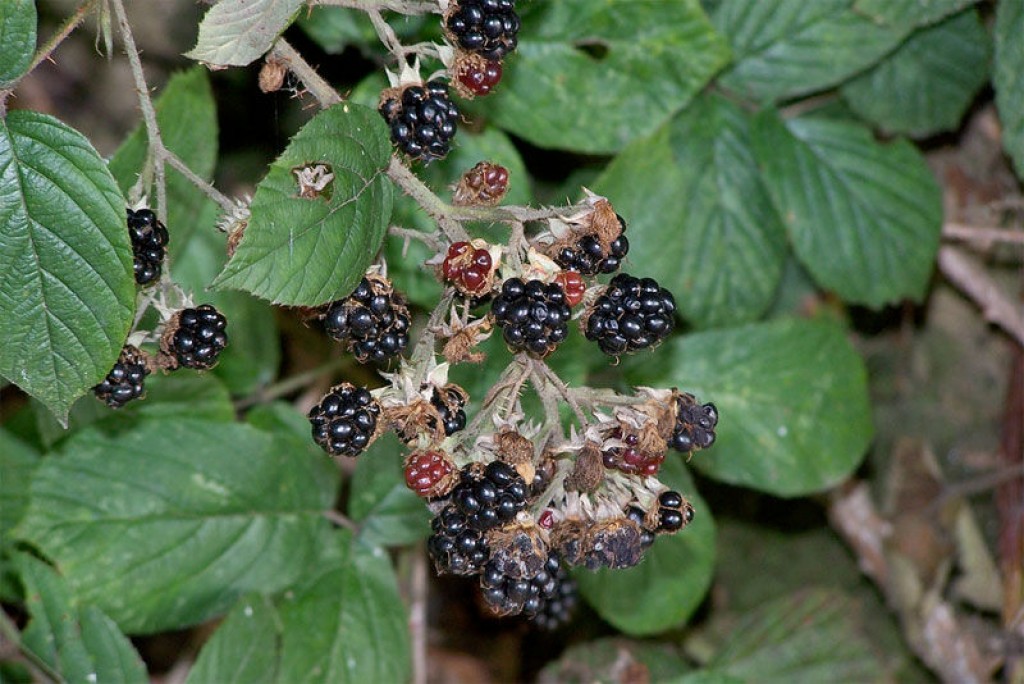 Frutos silvestres, del bosque a la mesa sin riesgos | Consumer