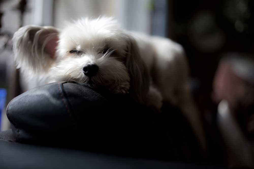 Reconocer los problemas de corazón del perro en casa, ¿cómo hacerlo ...
