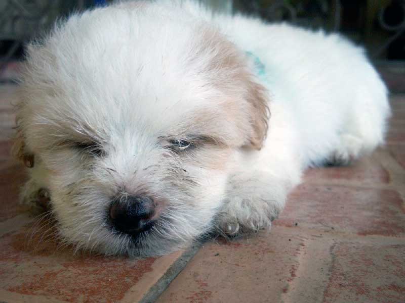 Enfermedades intestinales frecuentes en el perro: cuidados y prevención ...