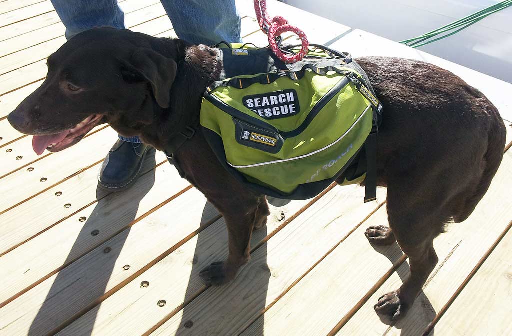 Perros de trabajo: compañeros imprescindibles | Consumer