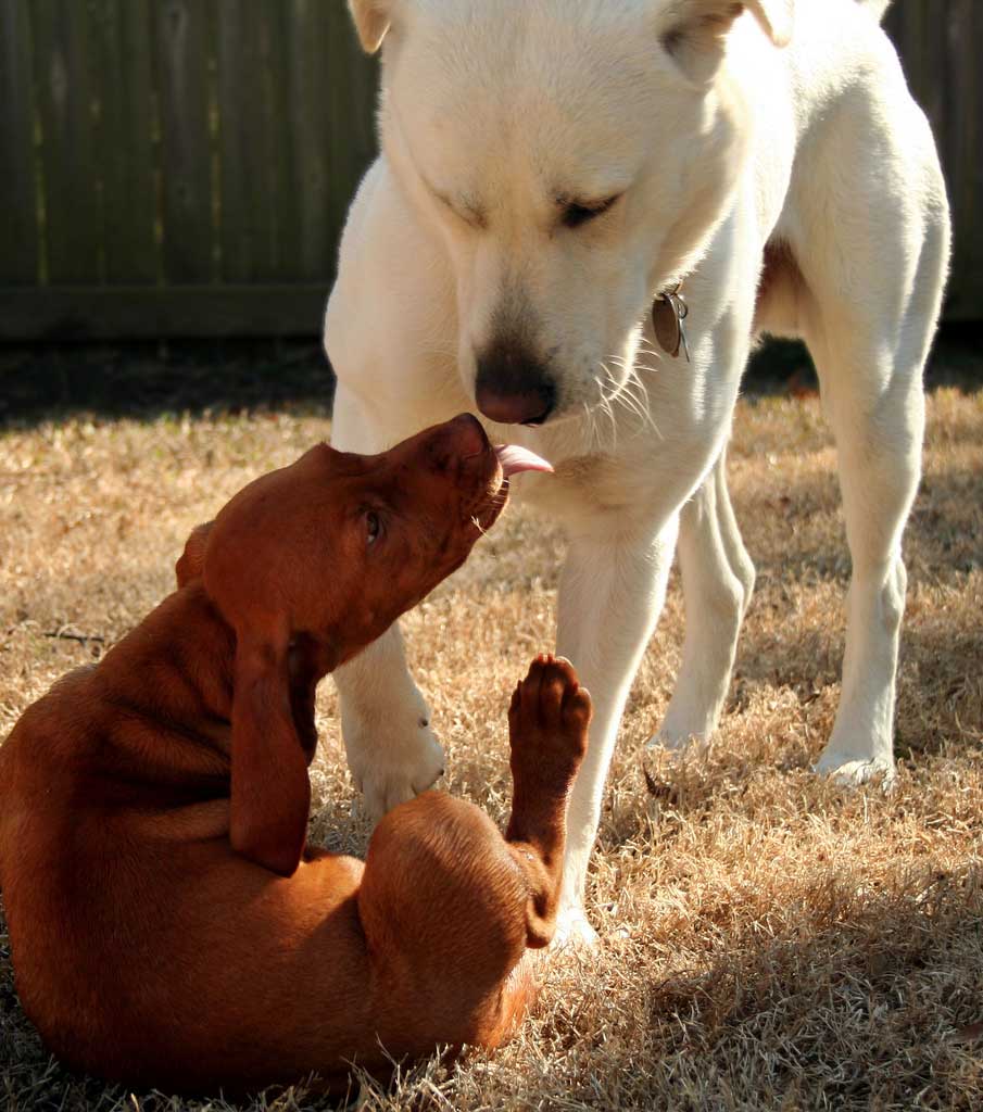 El perro anciano y un nuevo cachorro adoptado, ¿cómo presentarles ...