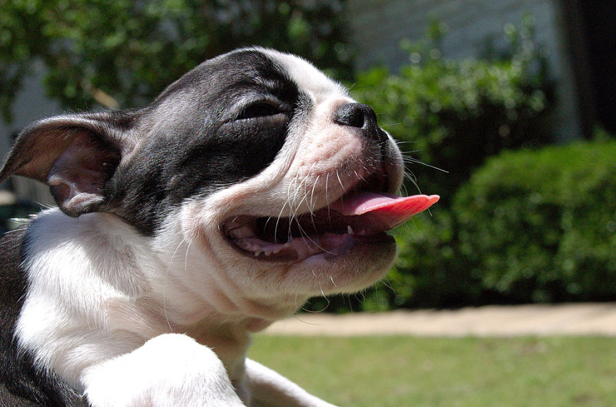 Por Qué Mi Boston Terrier Respira Con Dificultad