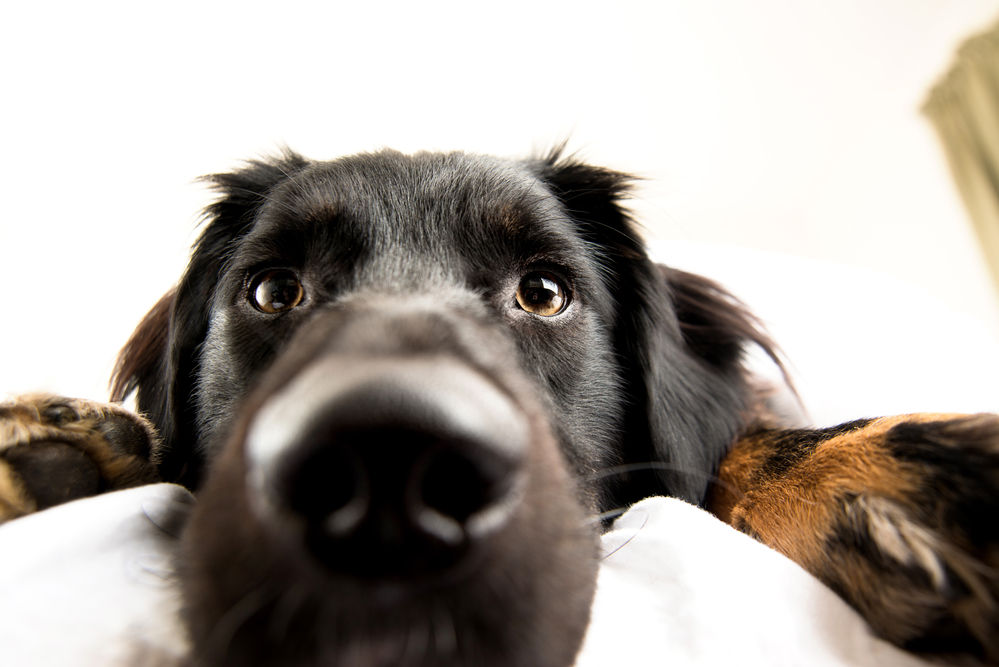 Existe El Trismo En Los Perros