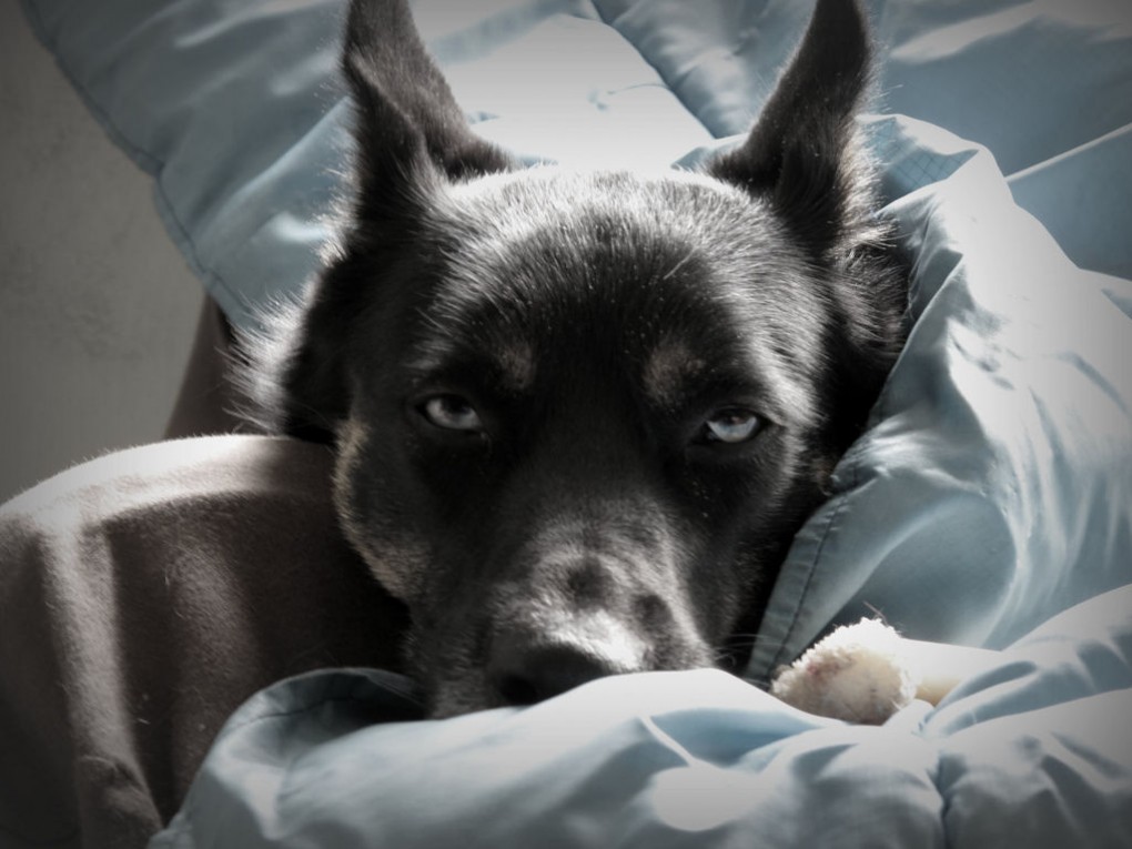 Cuidar a un perro con problemas de corazón: cinco pautas | Consumer