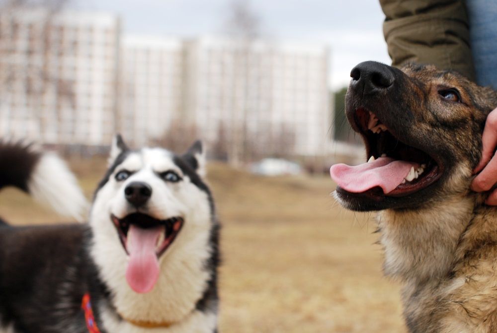Cómo evitar el mal aliento del perro | Consumer