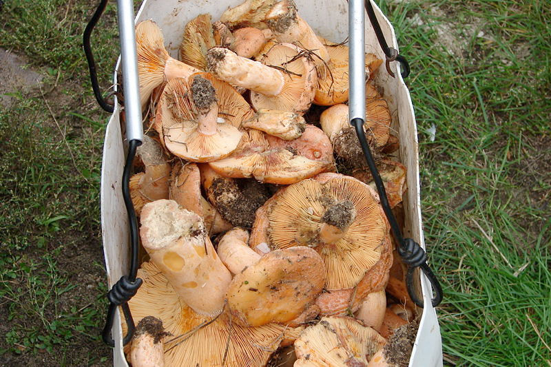 Setas con mejor sabor | Consumer