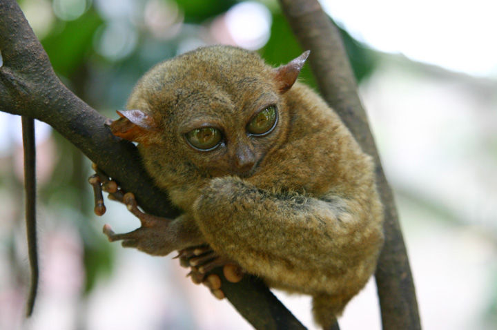 Los animales más raros del mundo en peligro | Consumer