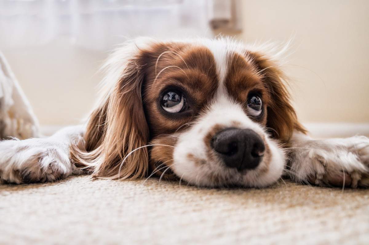 La muerte del perro: causas más frecuentes | Consumer