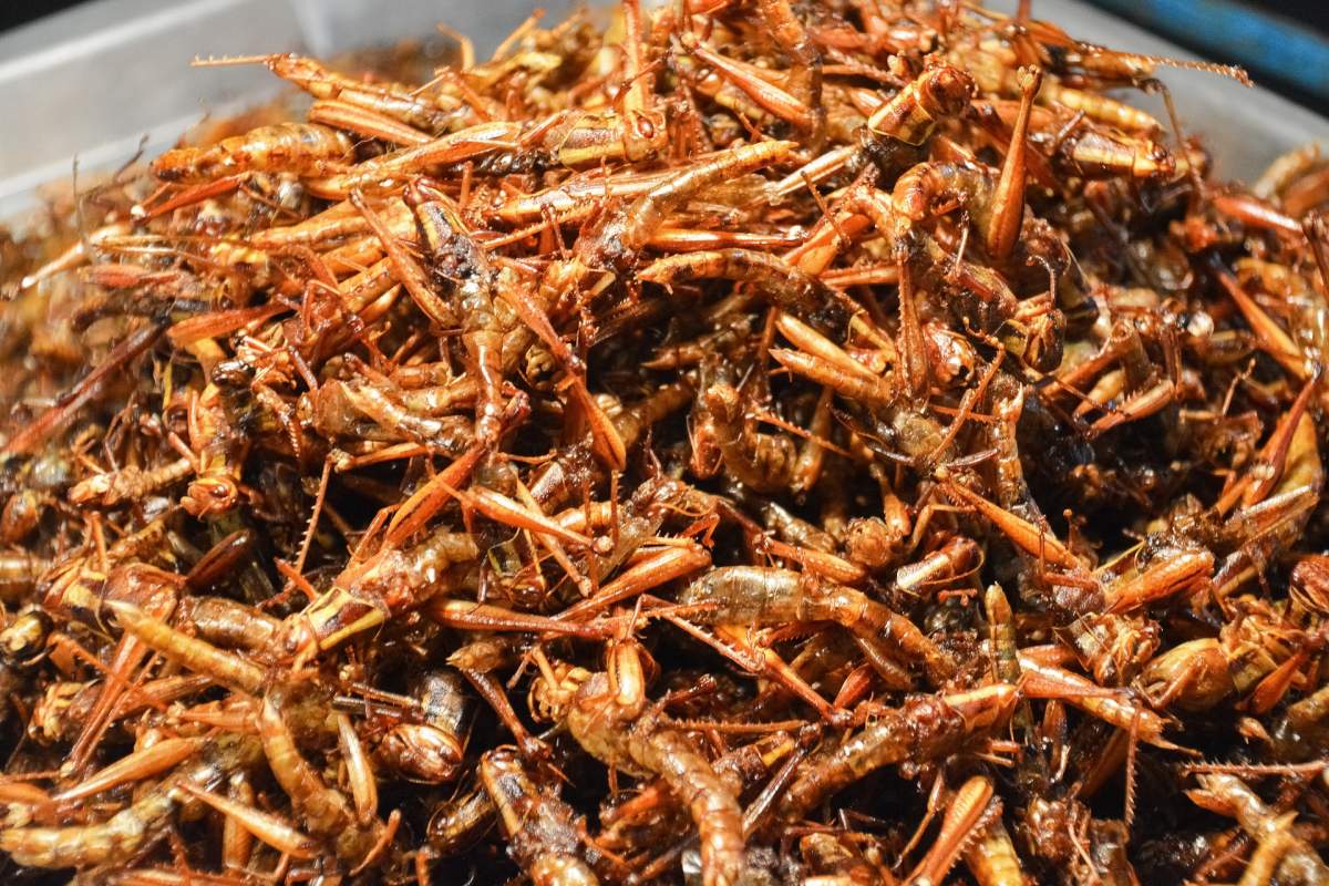 ¿Comer insectos? | Consumer