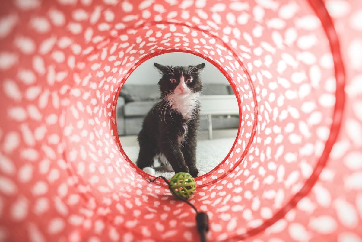 Cómo jugar con el gato de la forma más segura | Consumer