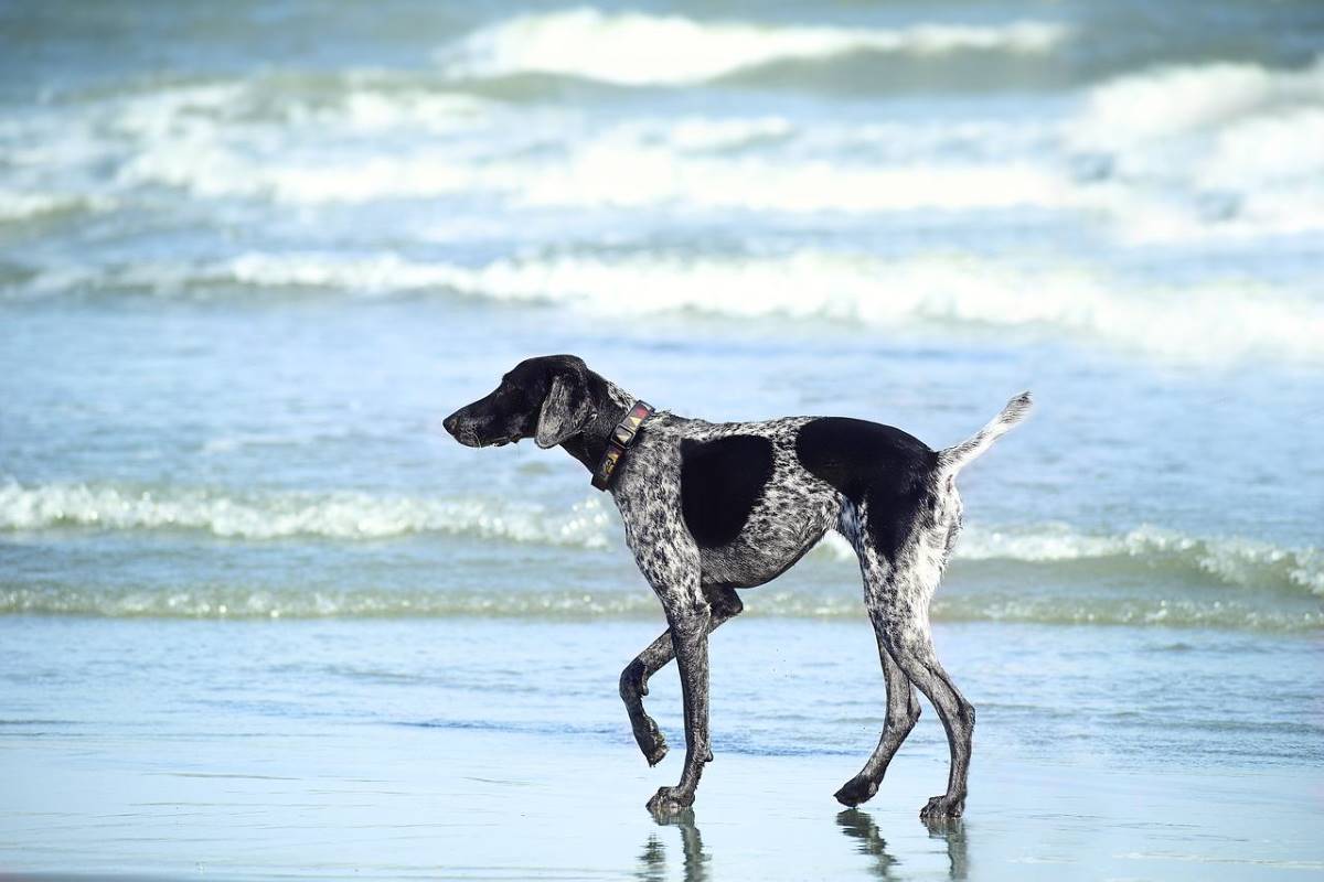 ¿Puede quemarse mi perro con el sol? | Consumer