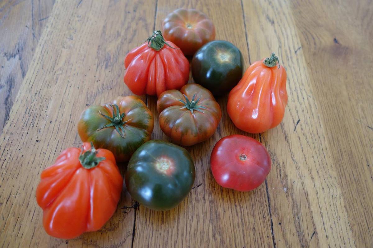 Imágenes De Tomates Tomate