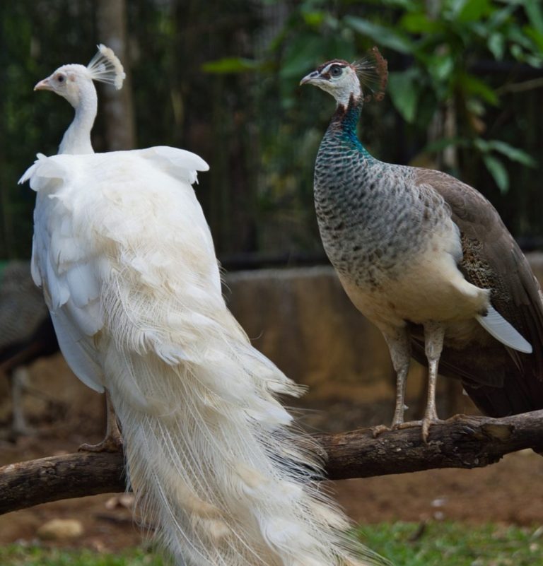 ¿Cómo afecta el albinismo a los animales? | Consumer