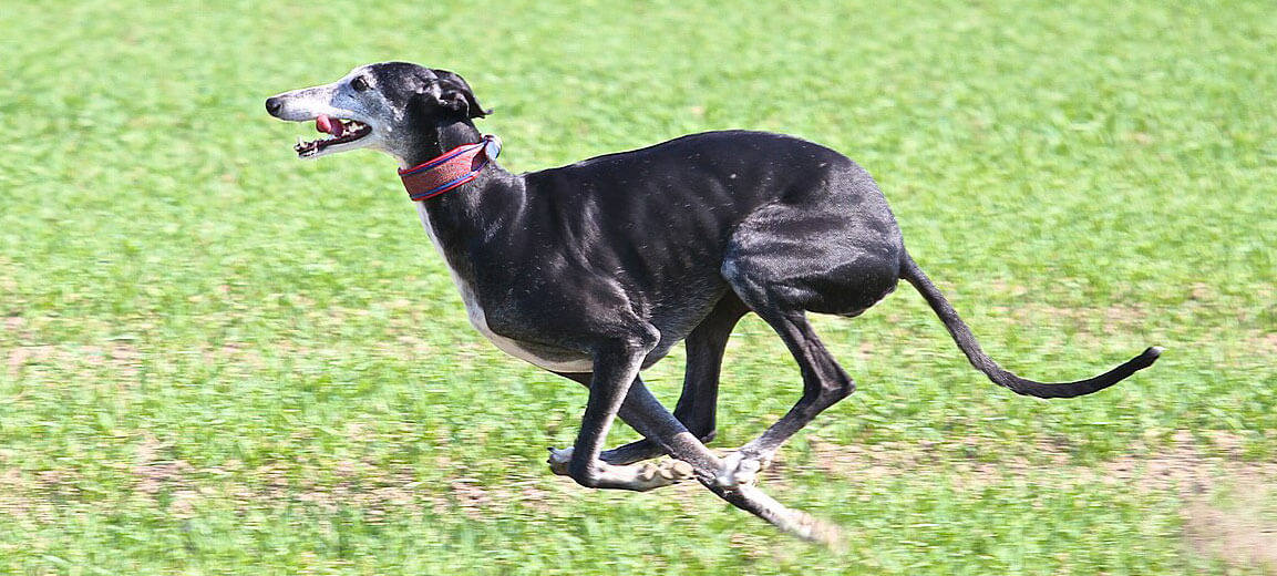 Velocidad De Carrera Del Galgo