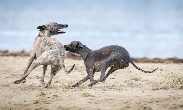 Galgo español: todo lo que debes saber sobre esta raza | Consumer