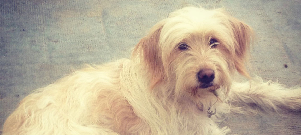 Pastor catalán: todo lo que debes saber sobre esta raza | Consumer