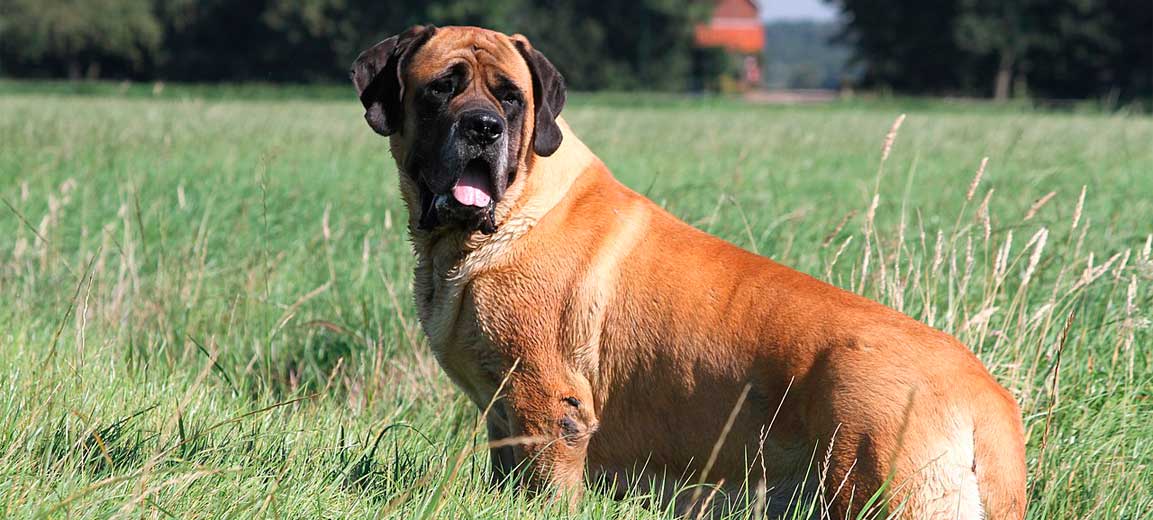 Mastiff: todo lo que debes saber sobre esta raza | Consumer