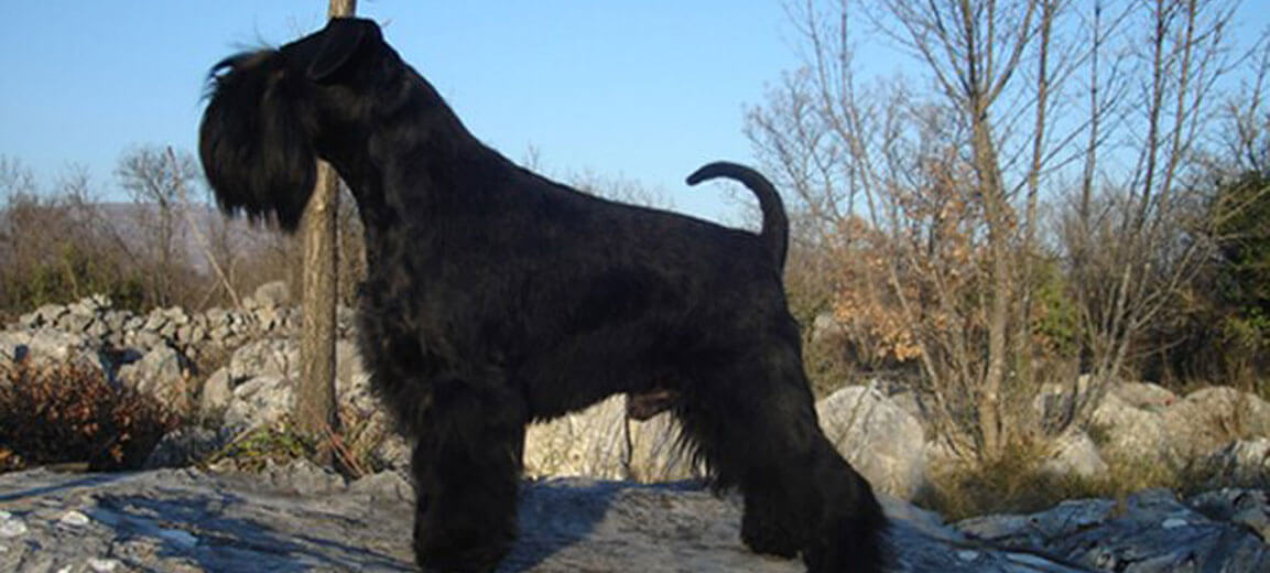 Son Protectores Los Schnauzers Miniatura