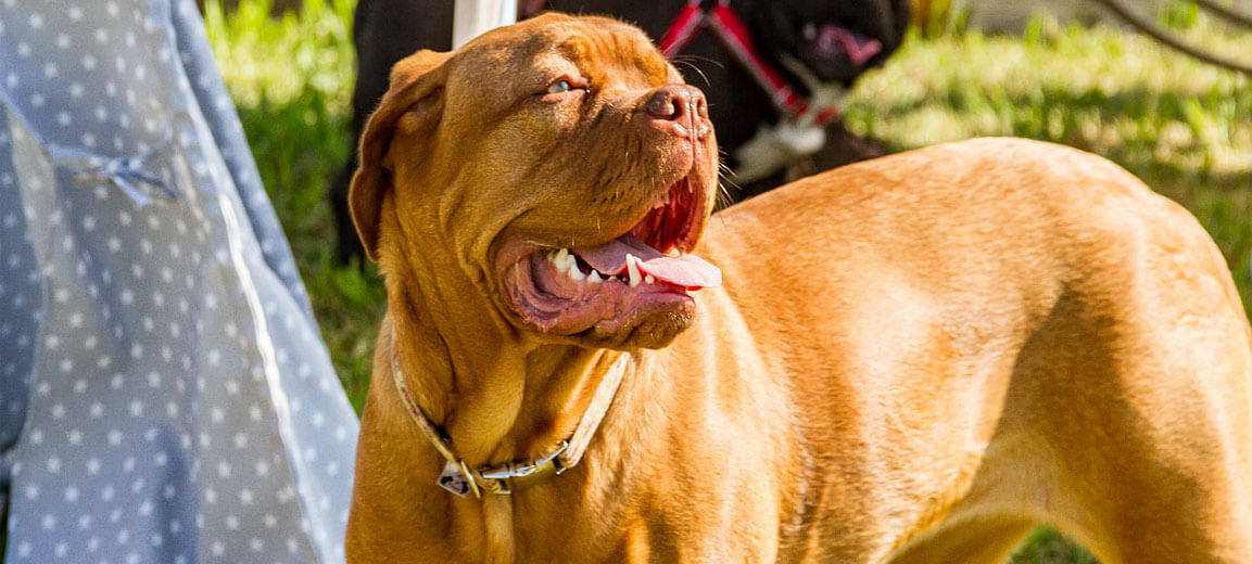 Perro Dogo Dogo De Burdeos: Un Perro Muy Sensible Con Tamaño De