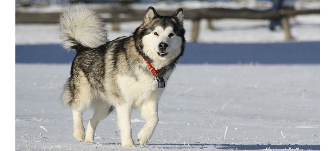 Que Raza Es Mas Grande Husky De Alaska O Husky Siberiano