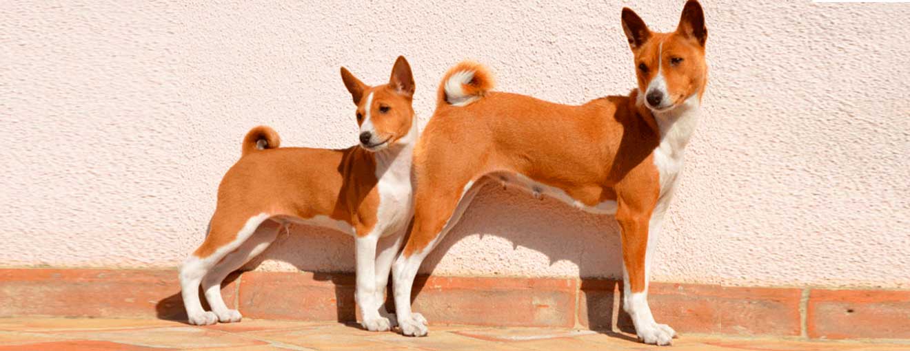 Basenji Negro Y Fuego Basenji: Origen Y Cuidados Del Perro Más