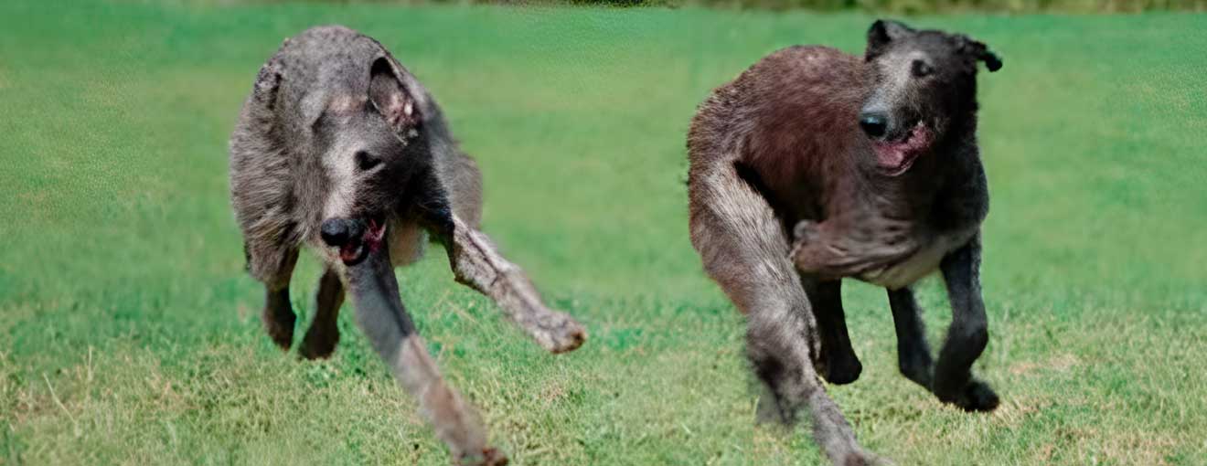 Lebrel escocés: todo lo que debes saber sobre esta raza | Consumer