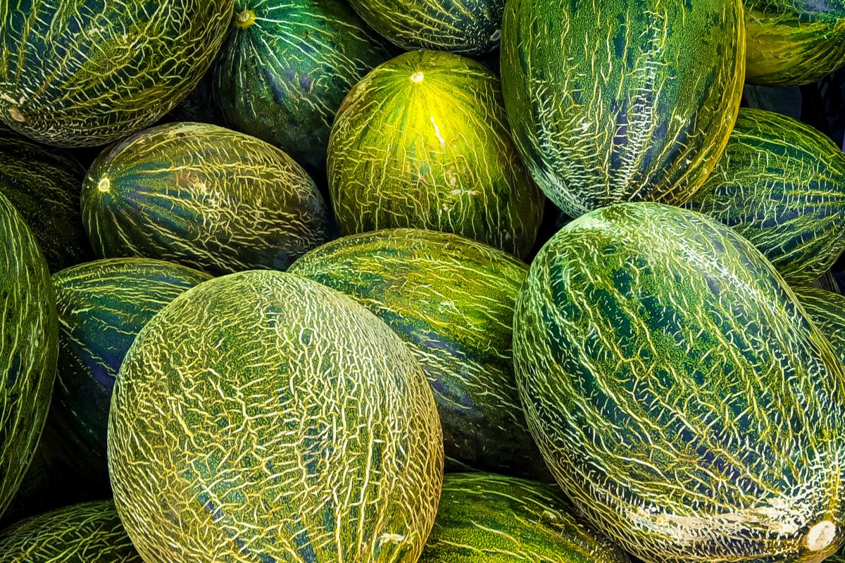 Melones hembra y cacao alcalinizado | Consumer