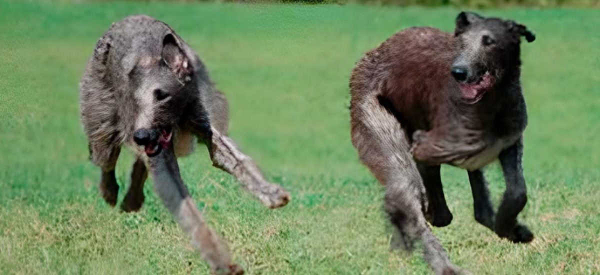 Lebrel escocés: todo lo que debes saber sobre esta raza | Consumer