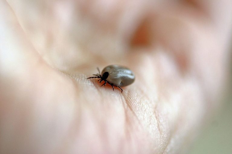 Garrapatas: ¿qué daño pueden hacer al ser humano? | Consumer