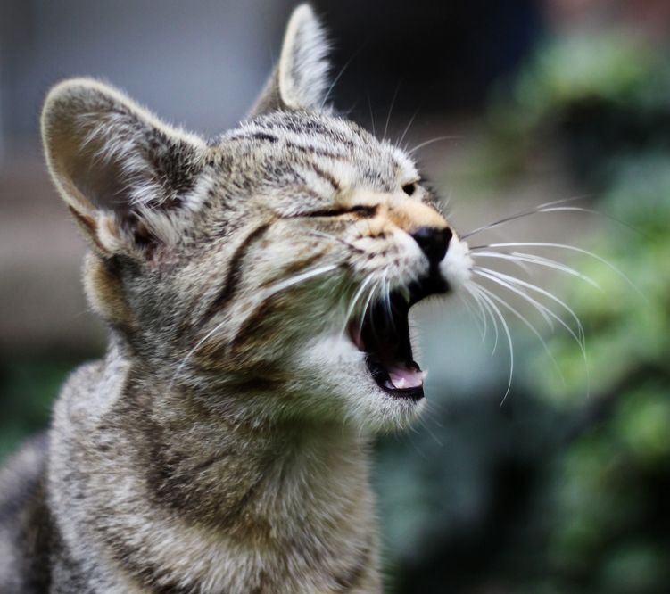 ¿Mi gato tiene asma? Reconocer y tratar esta enfermedad felina | Consumer