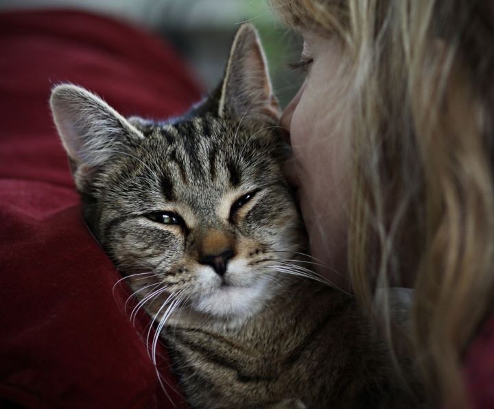 ¿Mi gato tiene asma? Reconocer y tratar esta enfermedad felina | Consumer