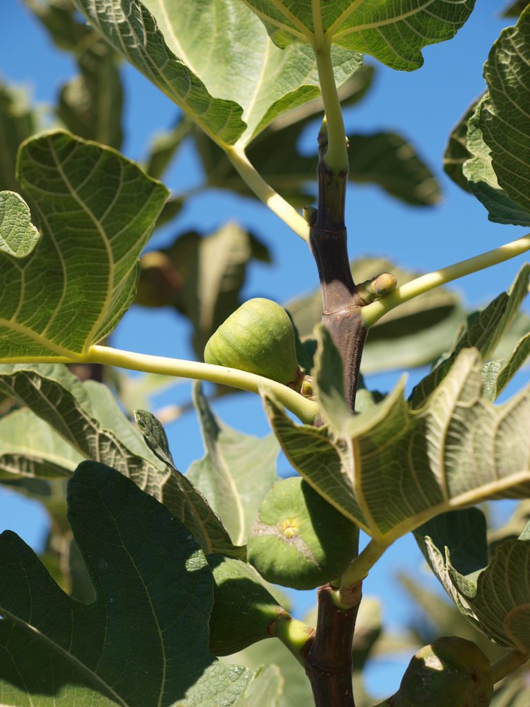 Una higuera en el jardín | Consumer