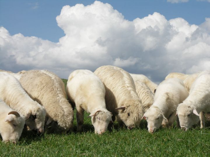 Más calidad en la leche de ovejas de pasto | Consumer
