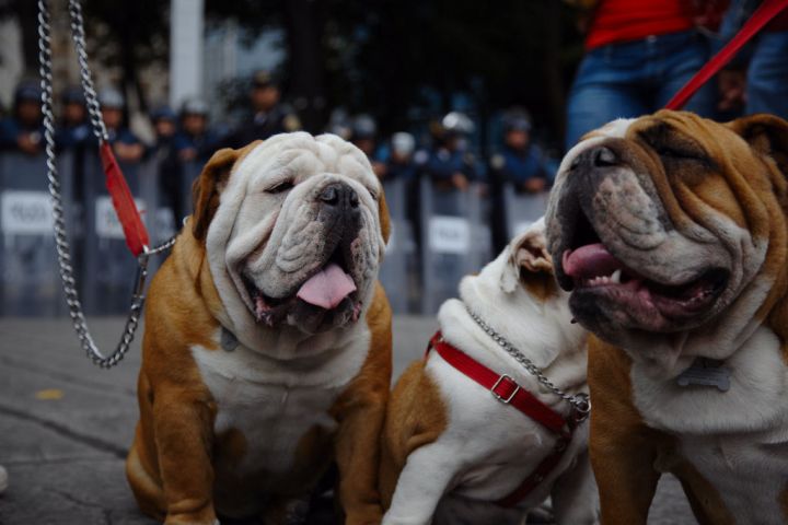 ¿Por qué jadean los perros? | Consumer