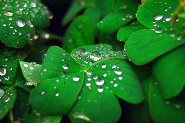 El trébol, una mala hierba con buena fama | Consumer