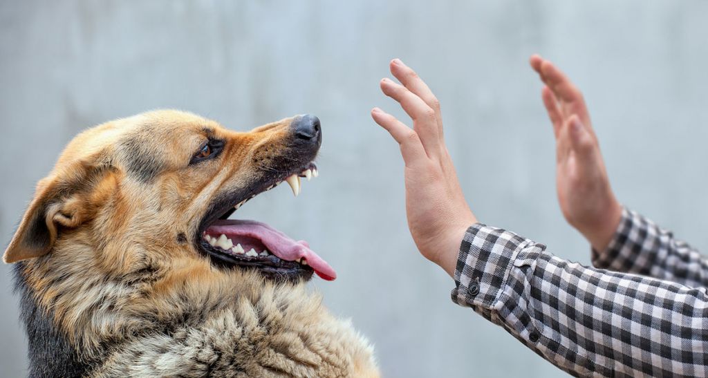 Qué hacer si me ataca un perro | Consumer